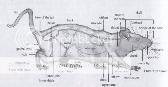 Rat Anatomy Drawing Photo by LoriZubie | Photobucket